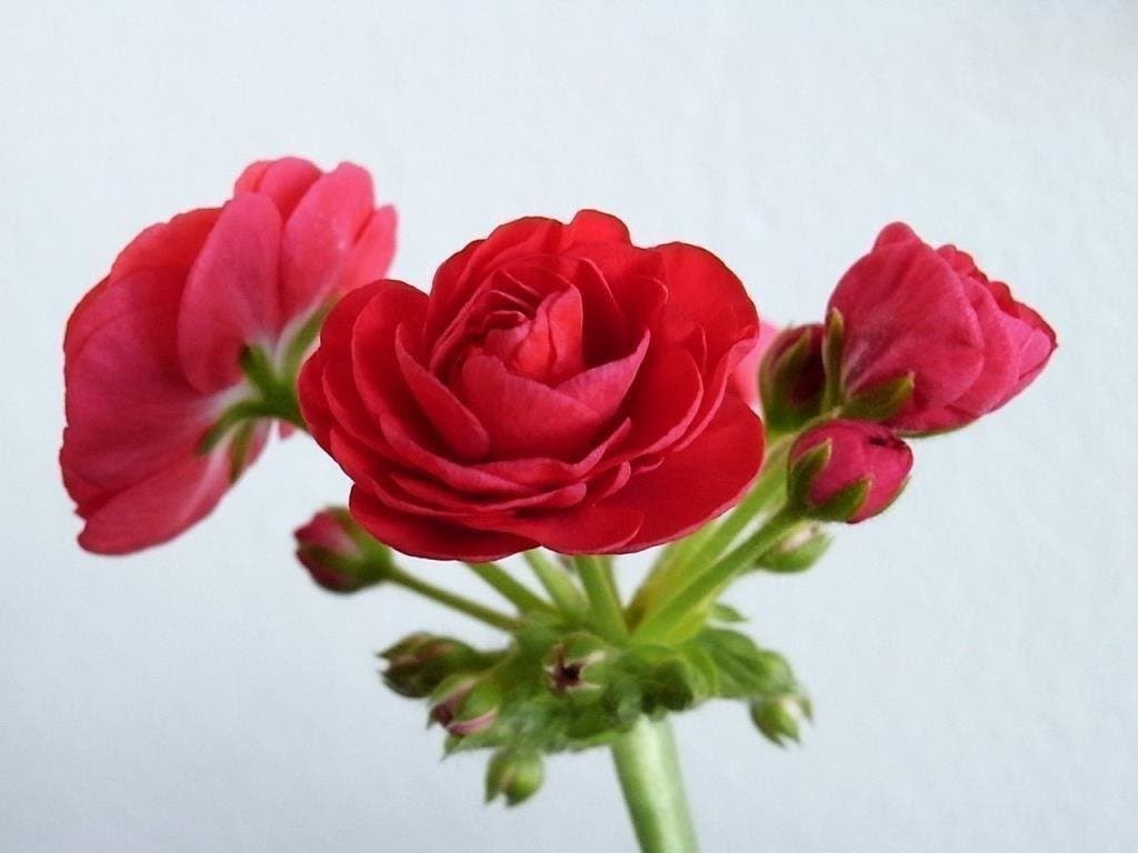 Se produkter som liknar Rotad Stickling av Pelargonen.. på Tradera ...