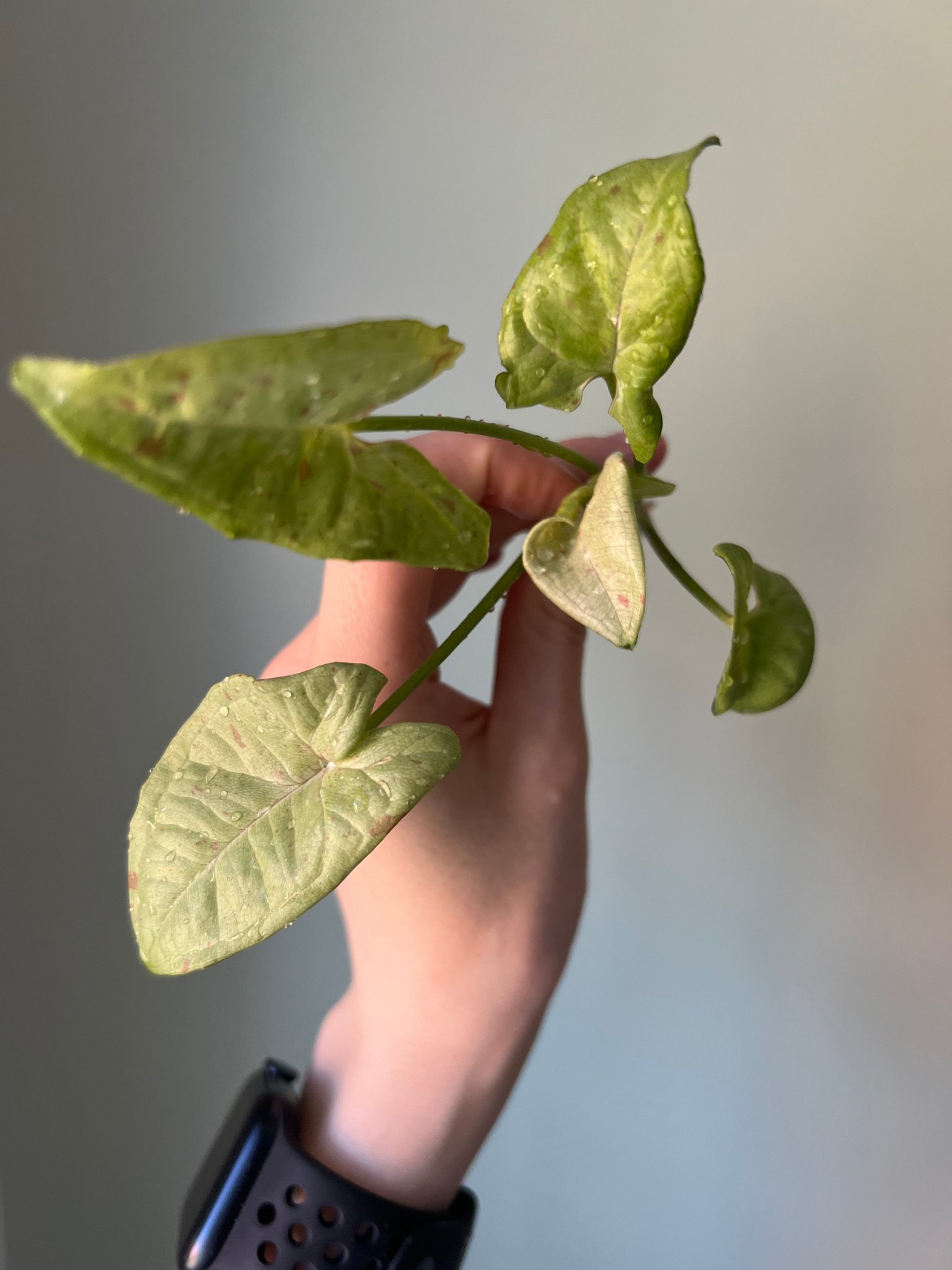 Syngonium Milk Confetti Mini-Stickling | Köp på Tradera (584966621)