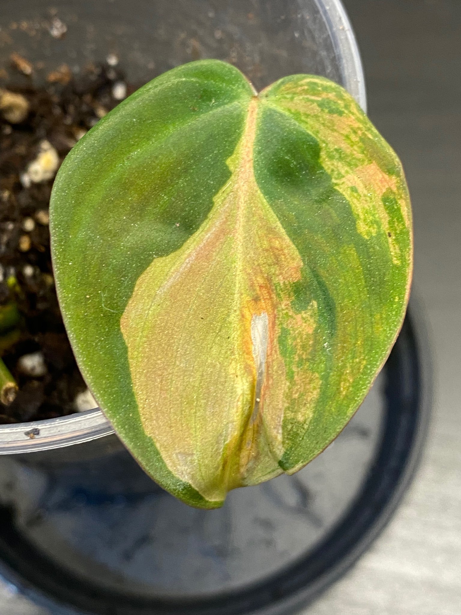Philodendron micans aurea variegata (aroid) | Köp på Tradera (566139905)