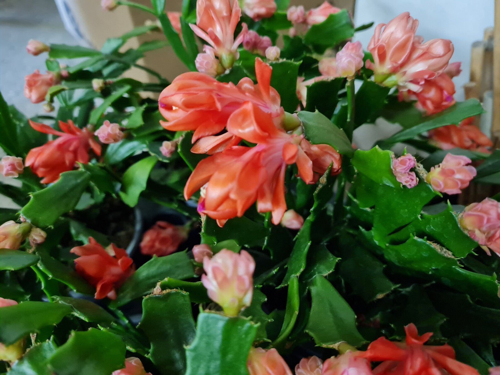 Schlumbergera Thor Wild Cactus ''Orange'',orota.. | Köp på Tradera ...