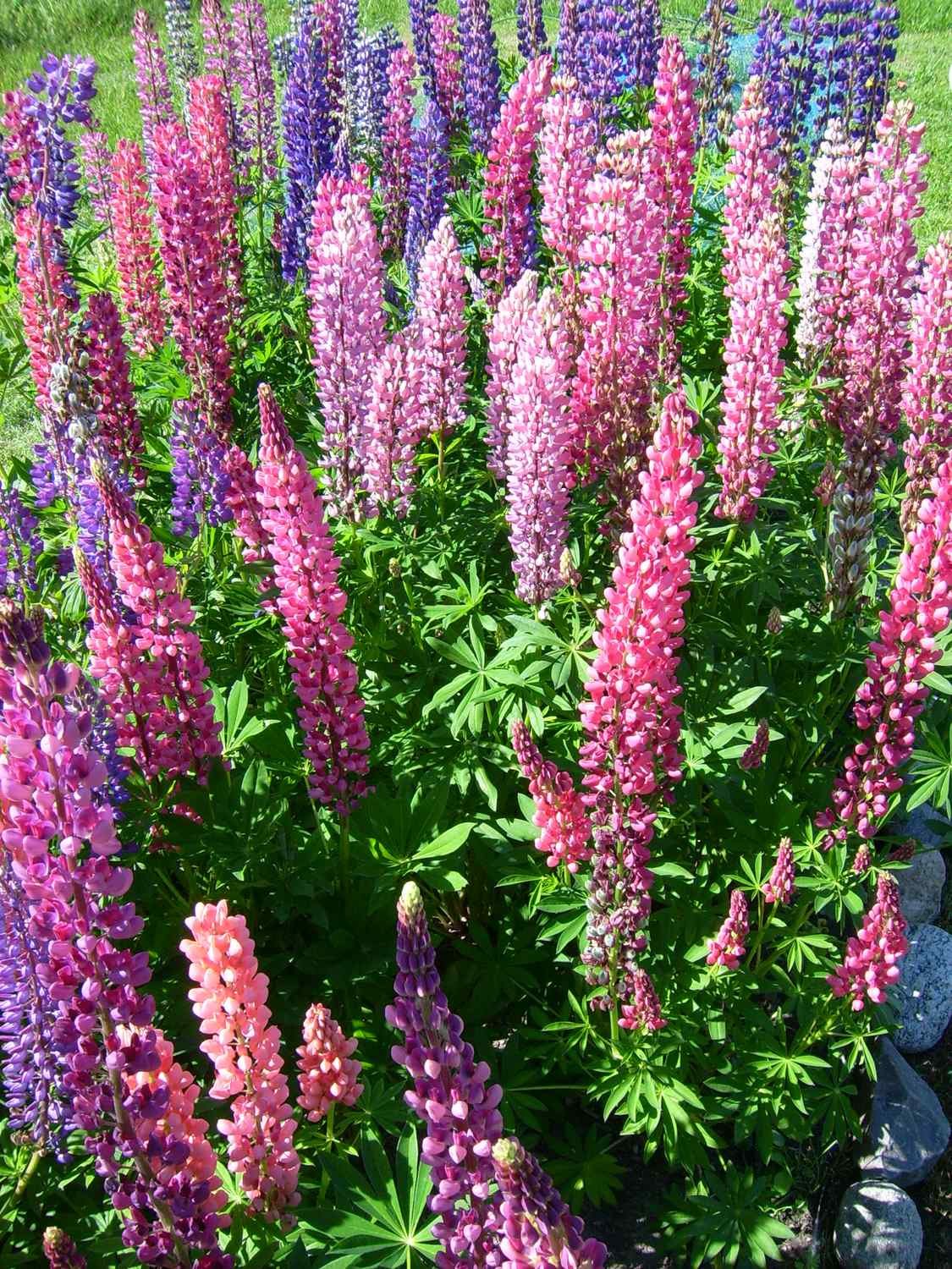 Lupin Mix Lila och Rosa 25 Frön | Köp på Tradera (680238781)