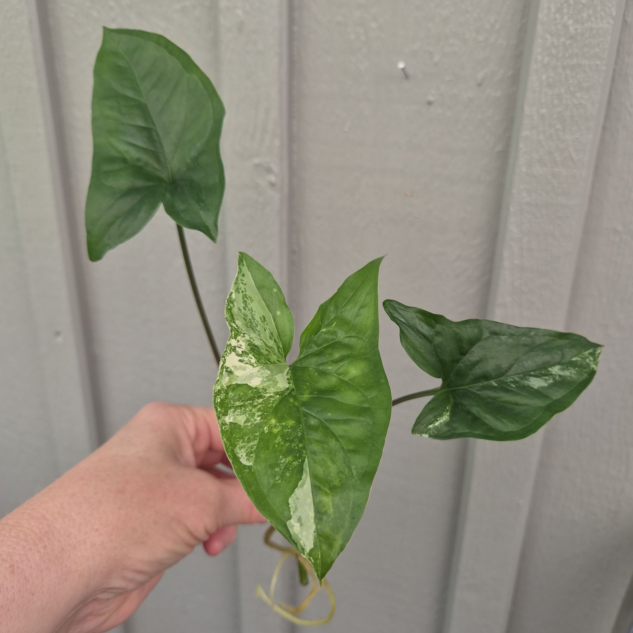 Syngonium Albo Variegata stickling | Köp på Tradera (734704053)