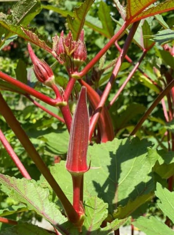Okra JING ORANGE 10st frön | Köp på Tradera (734684422)
