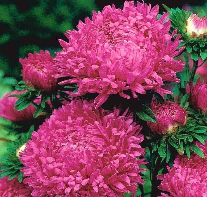 Aster/ Pionaster Ofelia, höjd 60- 80 cm, blomma.. | Köp på Tradera ...