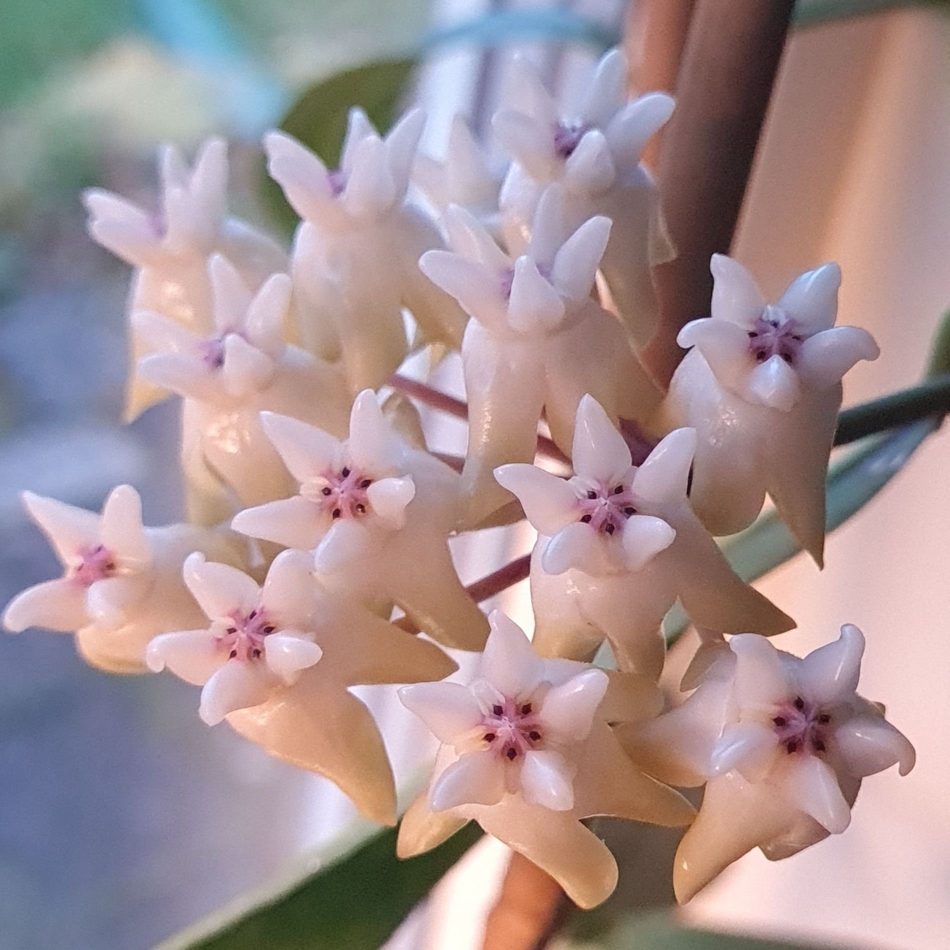 Hoya mitrata IML1563/stickling | Köp på Tradera (734049946)