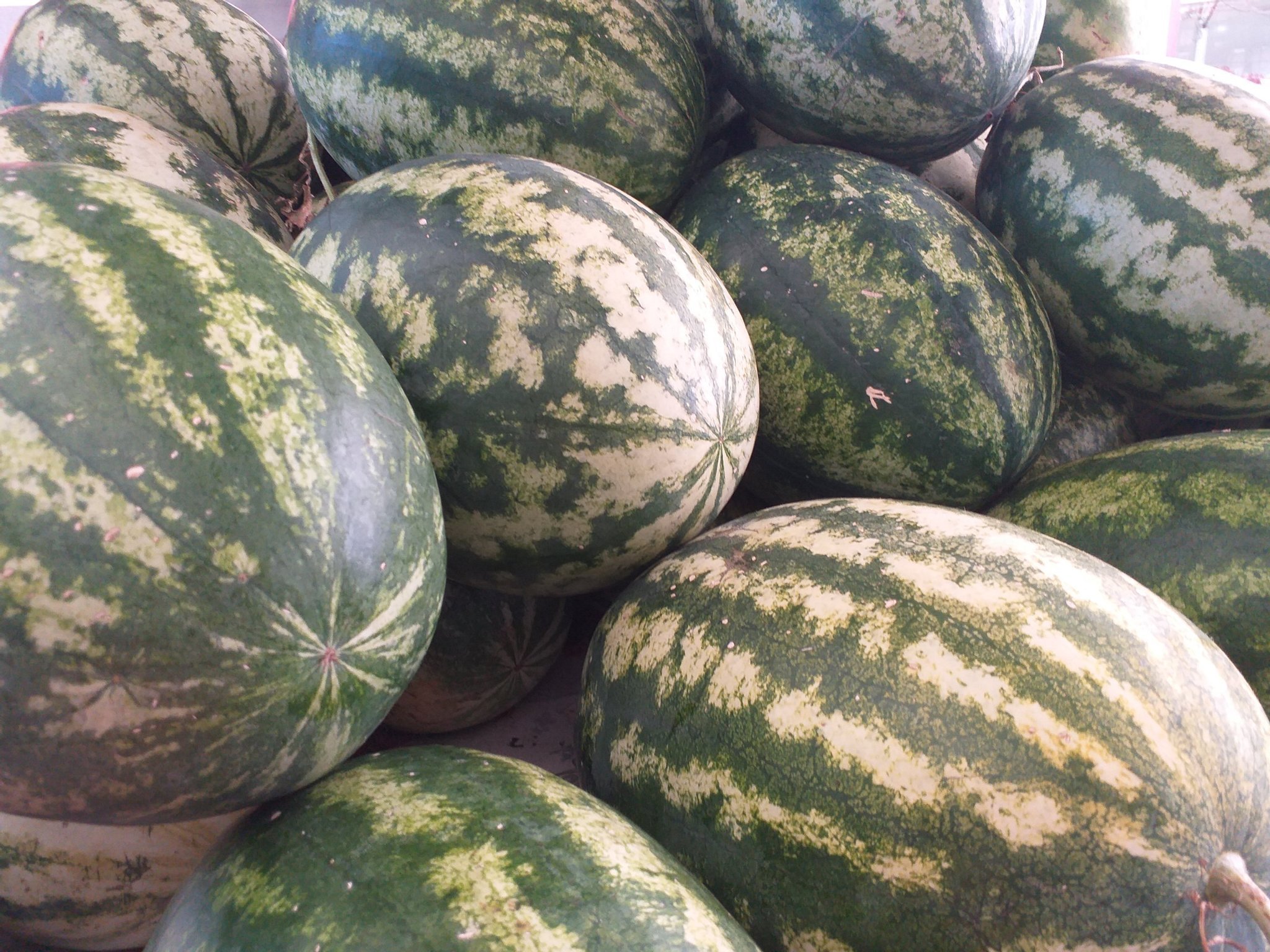 Se produkter som liknar Vattenmelon ger stora meloner.. på Tradera ...