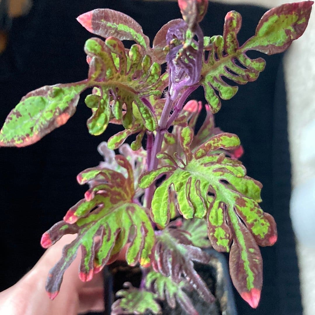 Se produkter som liknar Palett blad / Coleus sticklin.. på Tradera ...