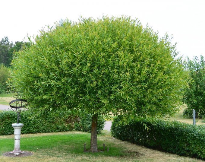 Prydnads träd - Klot pil , Finsk pil , Bollpil : zon : 1-6