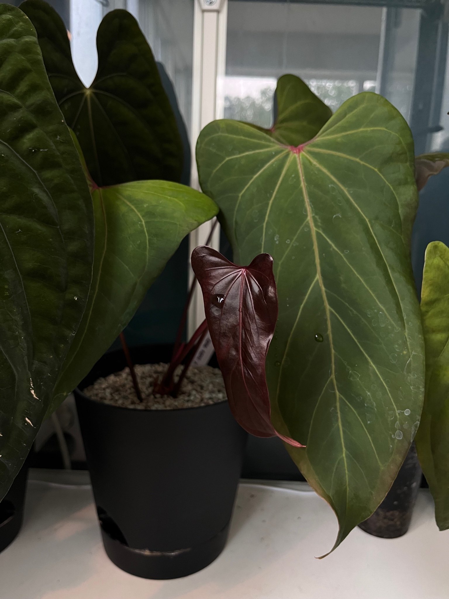 Anthurium Red Java x Indo Portillae | Köp på Tradera (701257429)