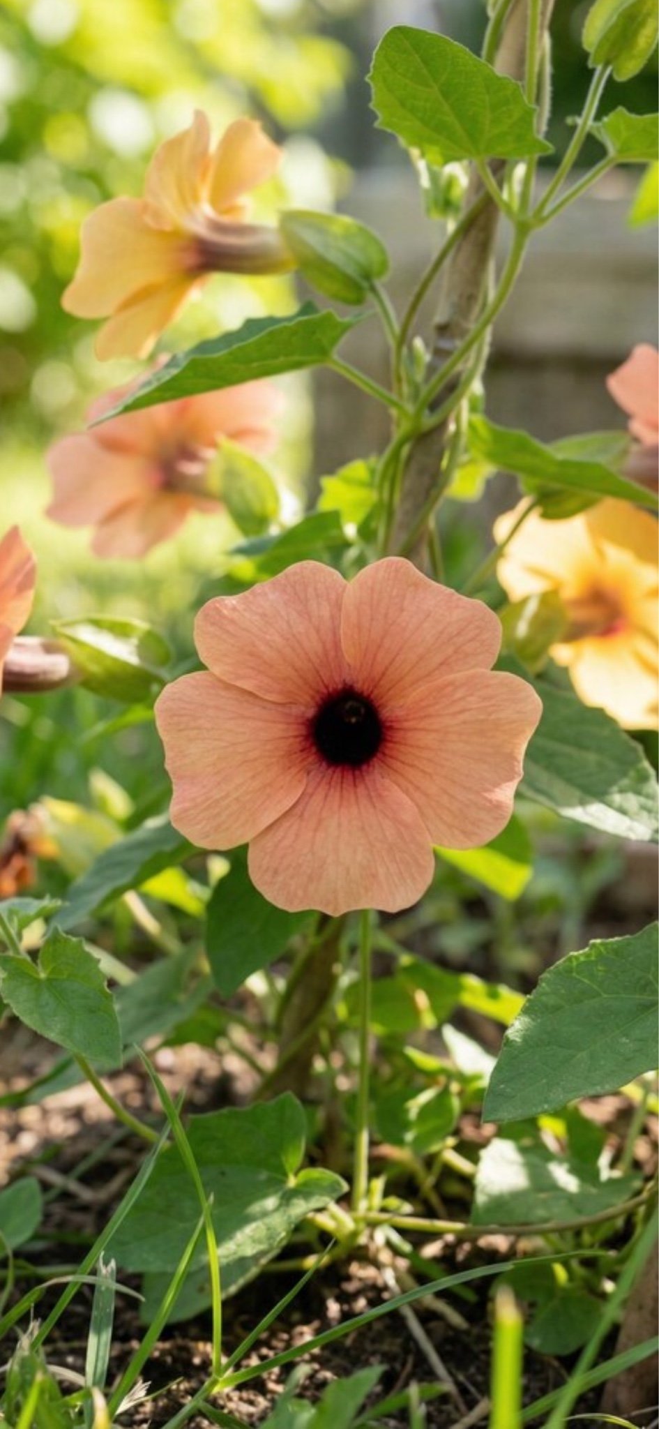 Planta Svartöga 'Mango' - Thunbergia alata | Köp på Tradera (733134733)