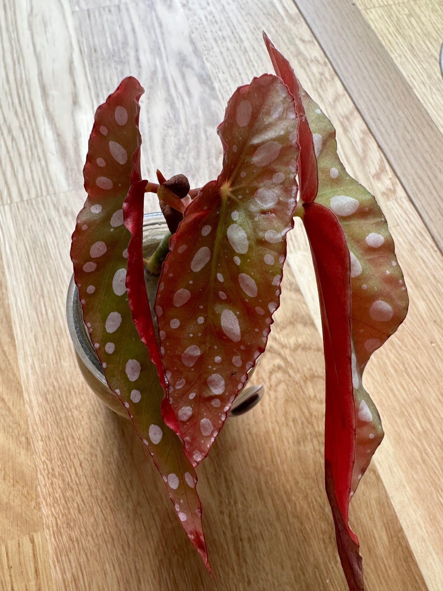 Begonia maculata forellbegonia stickling | Köp på Tradera (639740643)