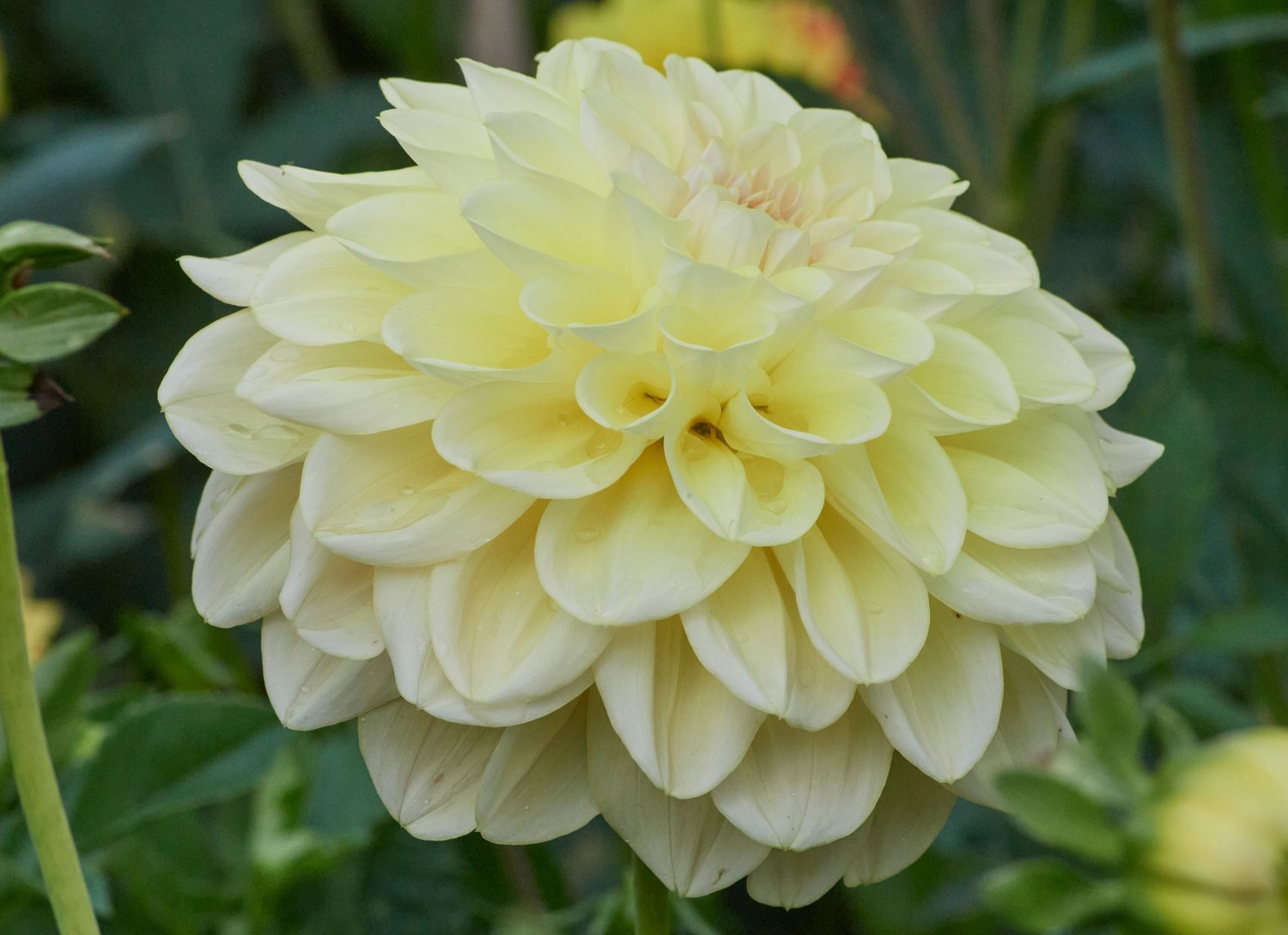 Dahlia knöl Alloway Cottage Nyh.. | Köp från ullabulla0 på Tradera ...