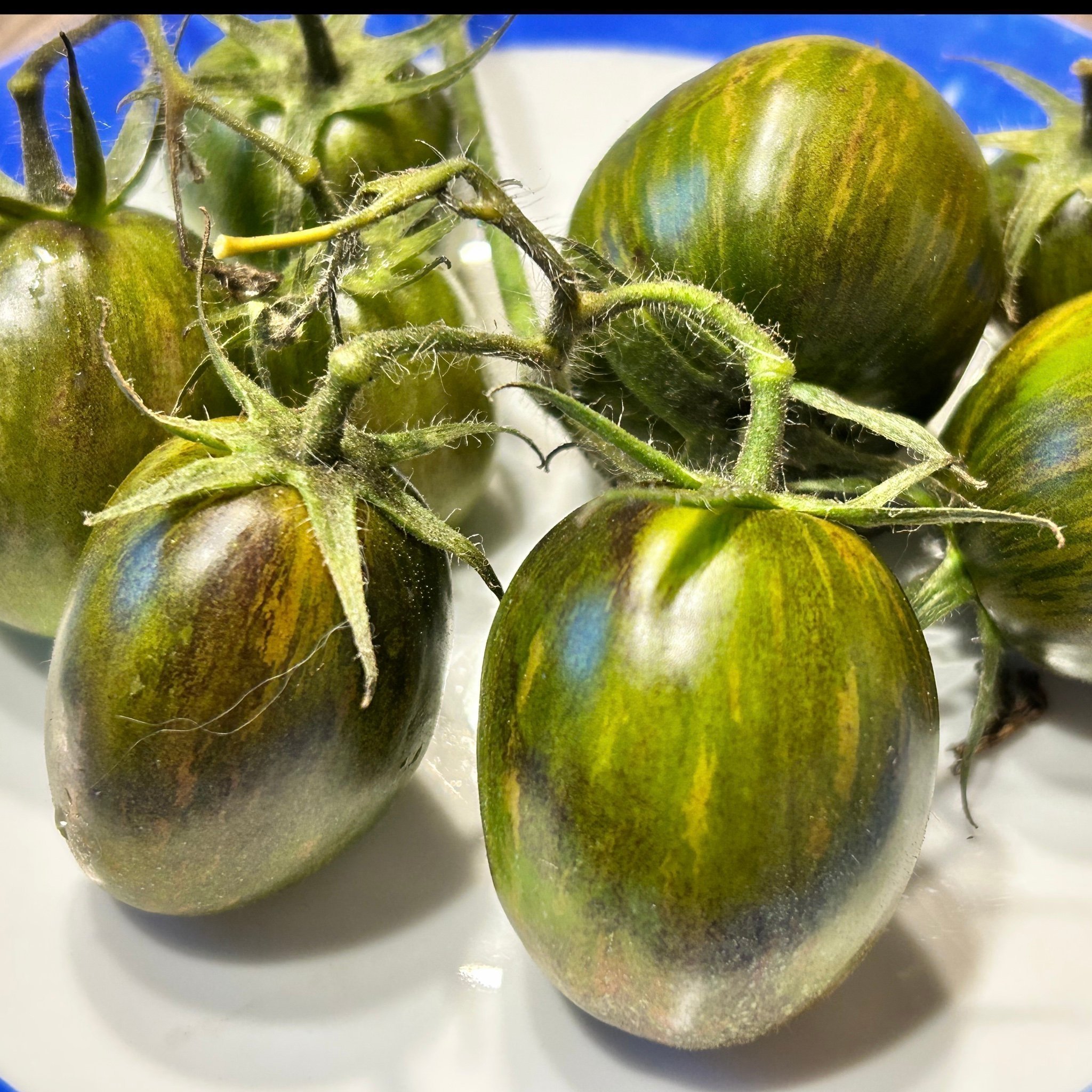 Tomat ”Brad´s Atomic Grape” 5 st fröer | Köp på Tradera (711390989)