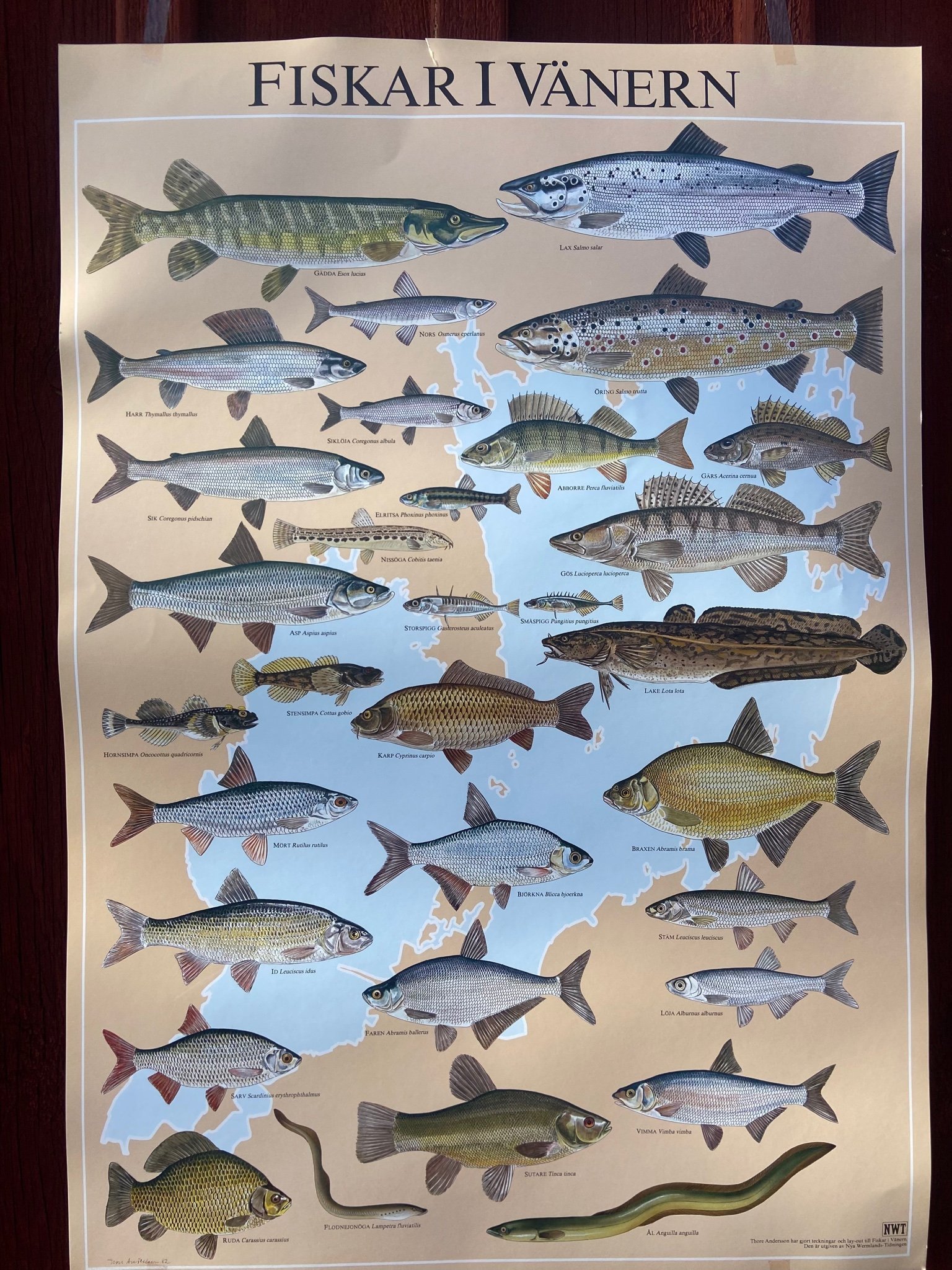 2 st. Stora Planscher: Fiskar i Vänern | Köp på Tradera (568880957)