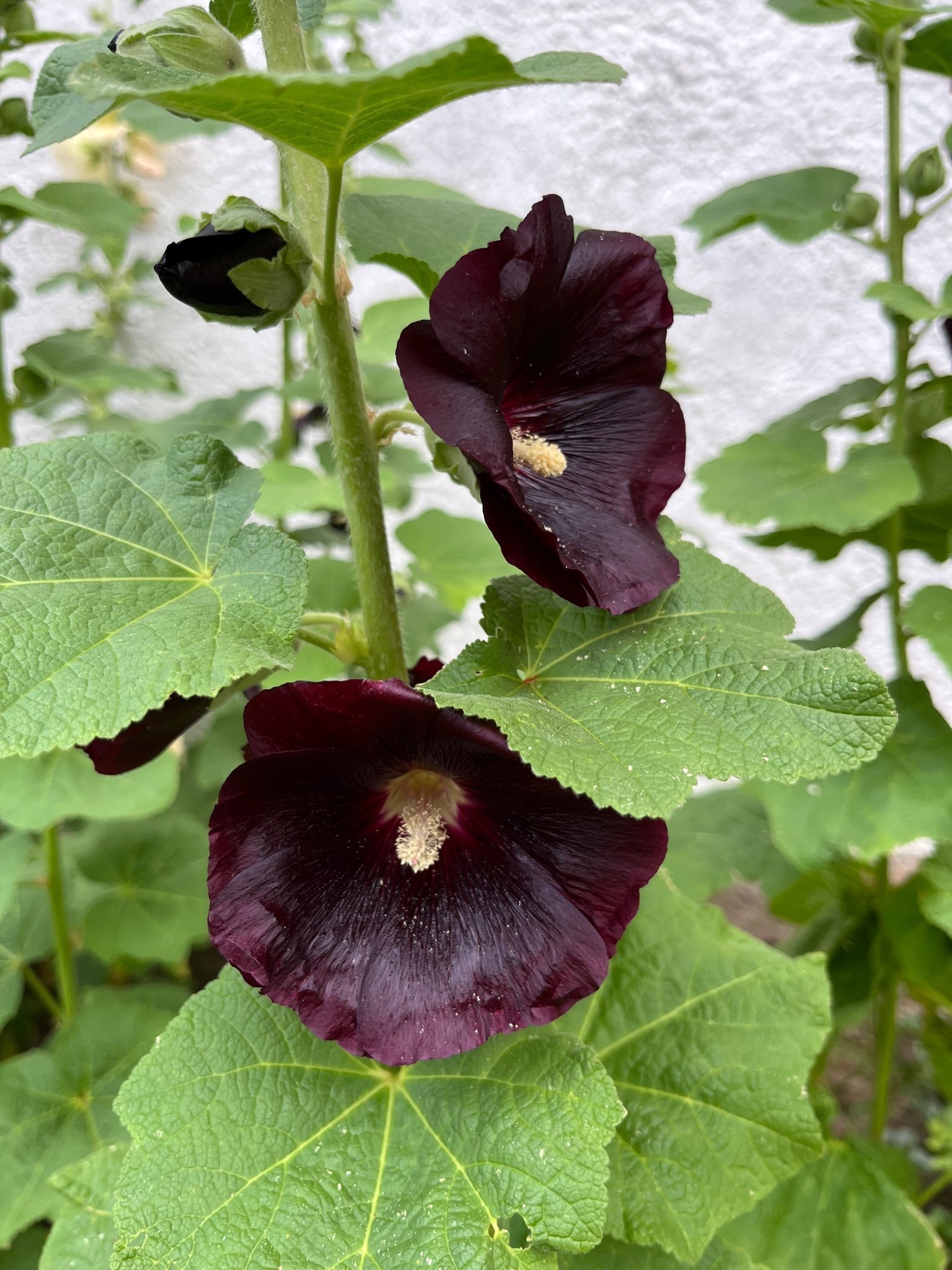 Svart / mörkt lila stockros, Alcea rosea. 20st .. | Köp på Tradera ...