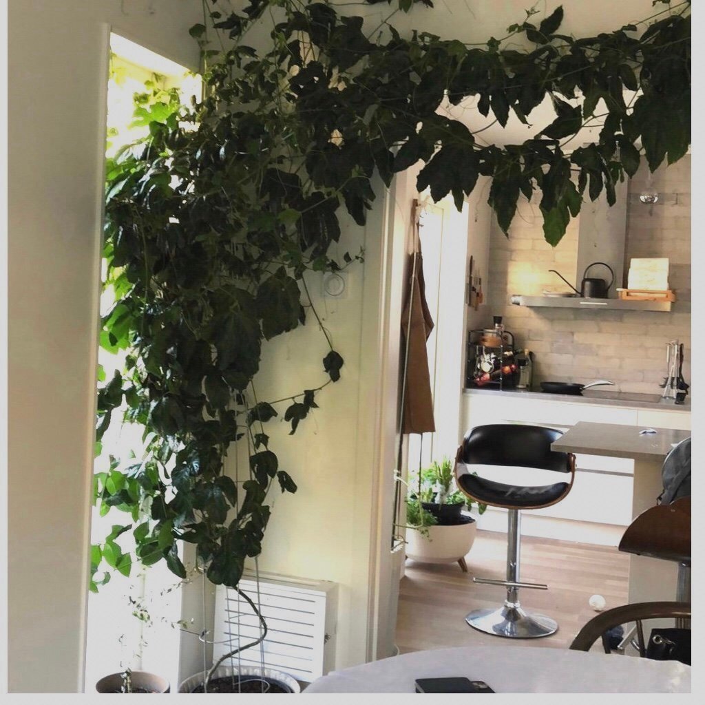 Passionsfrukt passionsblomma stickling sorten h.. | Köp på Tradera ...