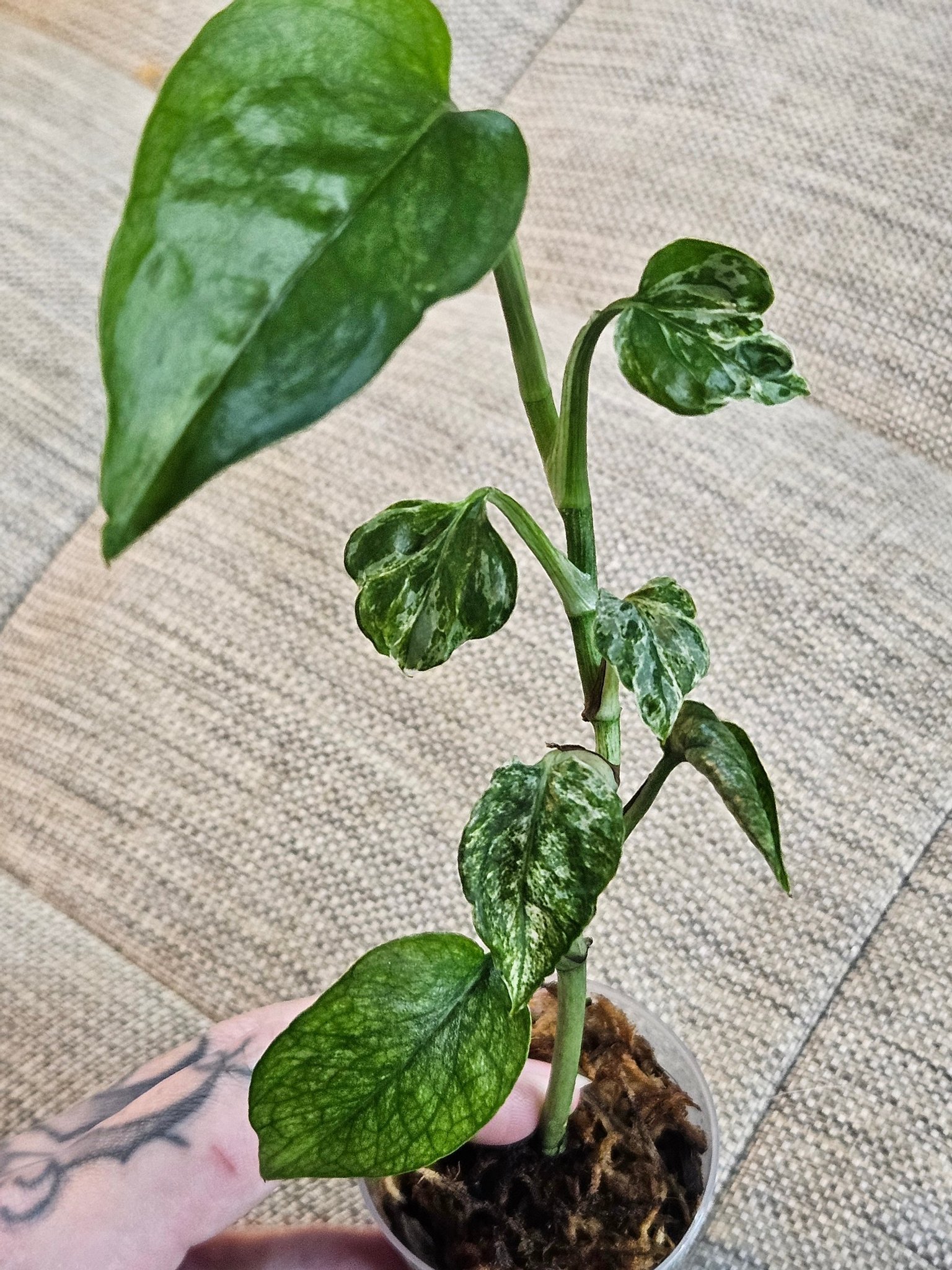 Se produkter som liknar *rare* Epipremnum sp bali han.. på Tradera ...