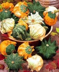 Prydnadspumpa Stars and Stripes, 6 frön | Köp på Tradera (580442459)