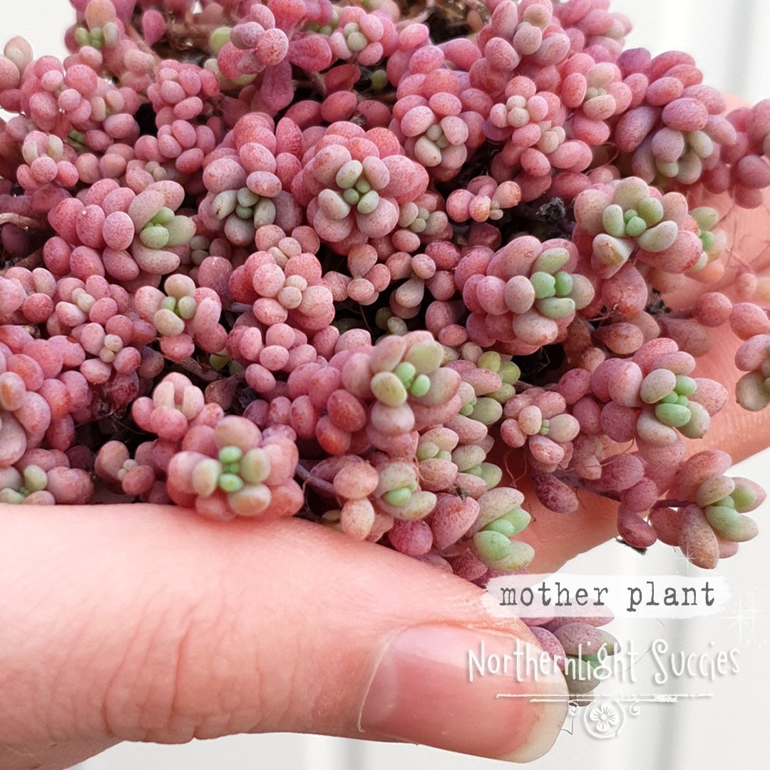 Sedum dasyphyllum Lilac Mound - 1 planta - fetb.. | Köp på Tradera ...