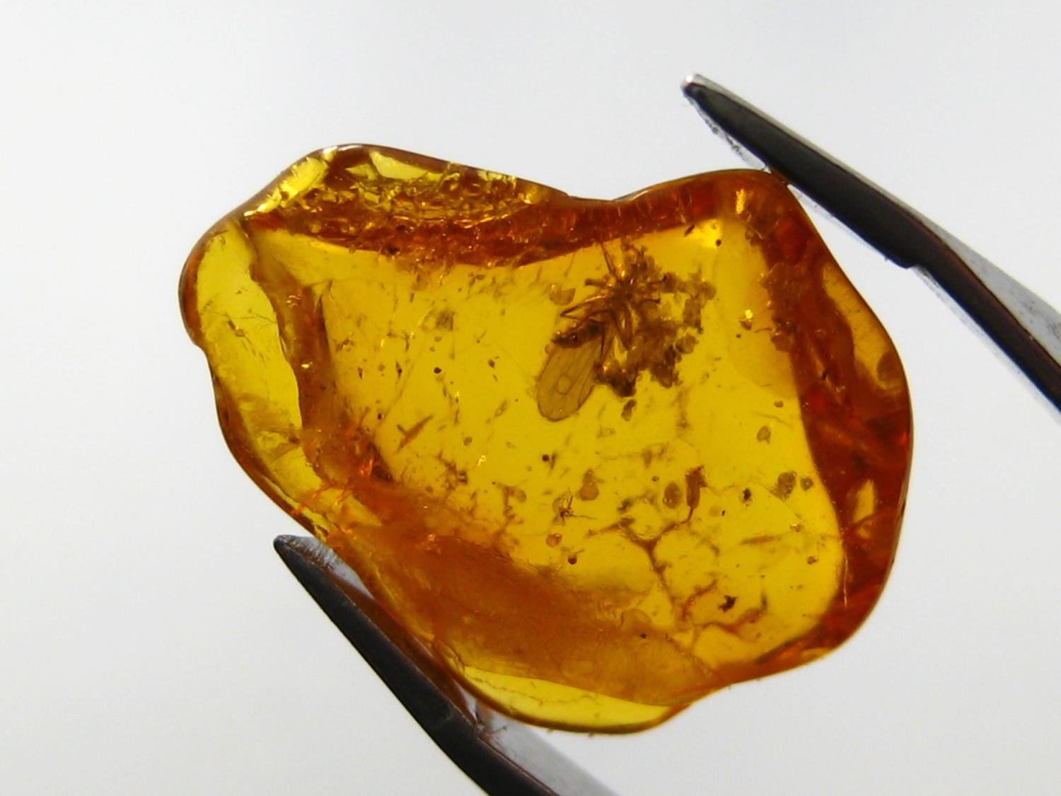 Unik bärnsten med insekt | Köp på Tradera (573240101)