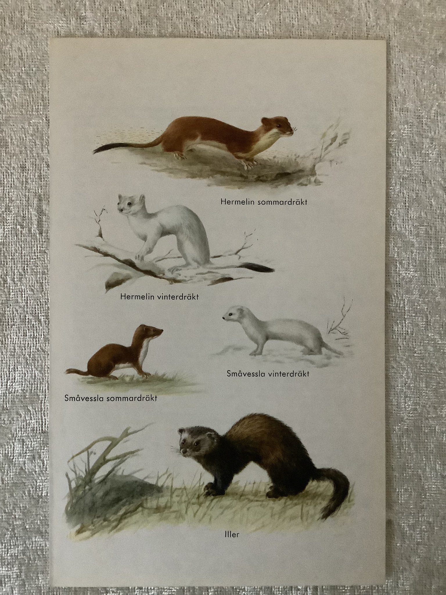 Naturbild skolplansch däggdjur hermelin vessla .. | Köp på Tradera ...