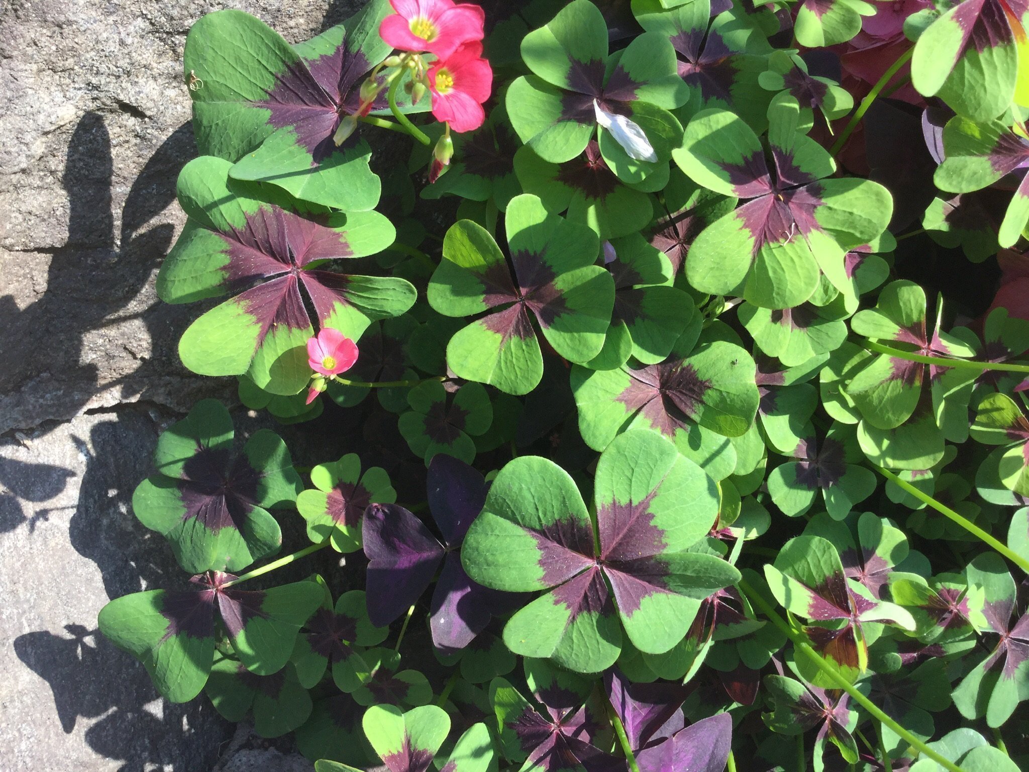 KLÖVER OXALIS IRON CROSS | Köp på Tradera (709621068)
