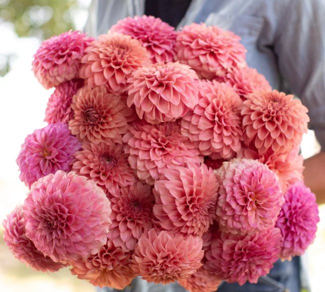 Dahlia 'KA's Keltie Rose'- Rotad stickling | Köp på Tradera (734285458)