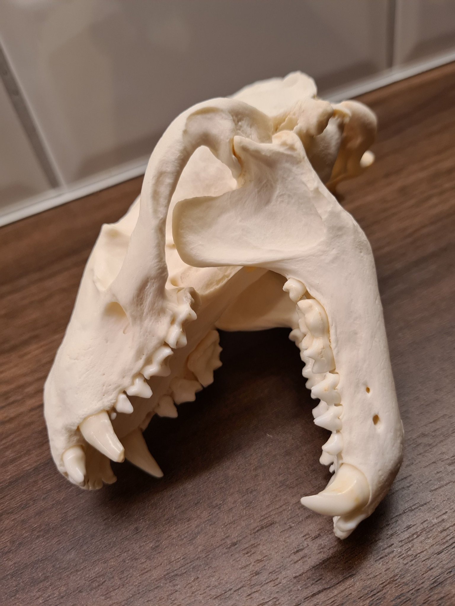 Se produkter som liknar Kranium, Trofé, skalle, lajv,.. på Tradera ...