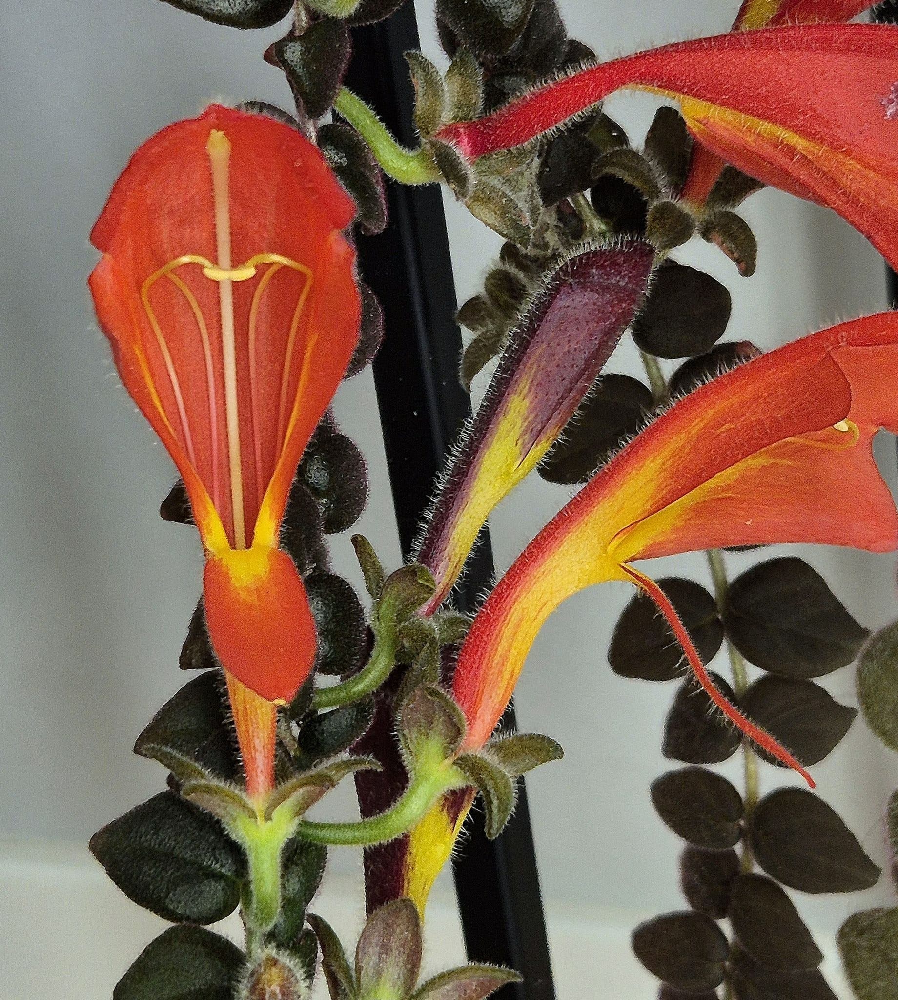 Se produkter som liknar Columnea gloriosa! underbara .. på Tradera ...