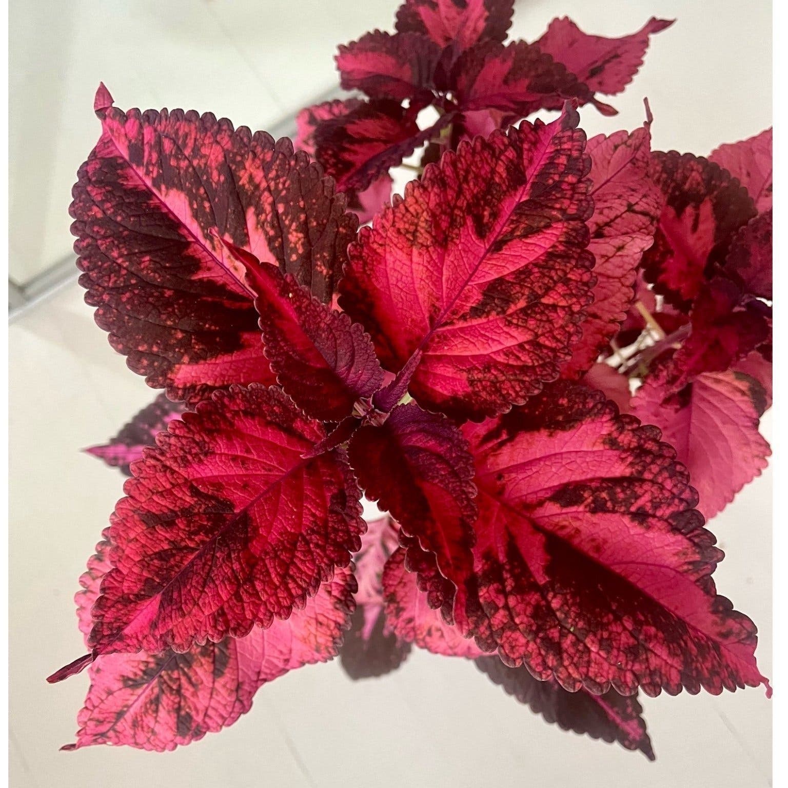 Rotad Stickling Palettblad Coleus Morgan le Fay | Köp på Tradera ...