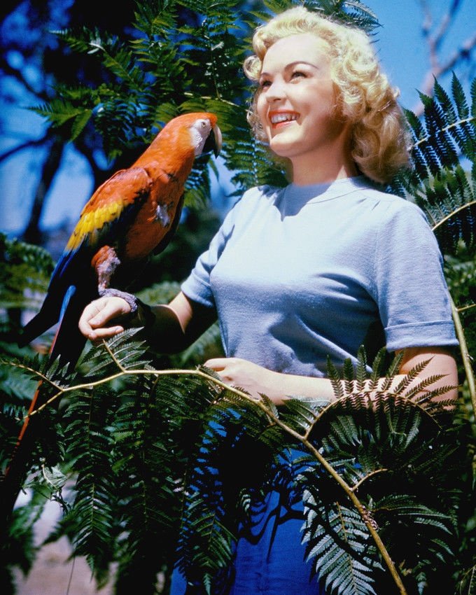 JUNE HAVER AMERICAN FILM ACTRESS PHOTOGRAPH FOTO | Köp på Tradera ...