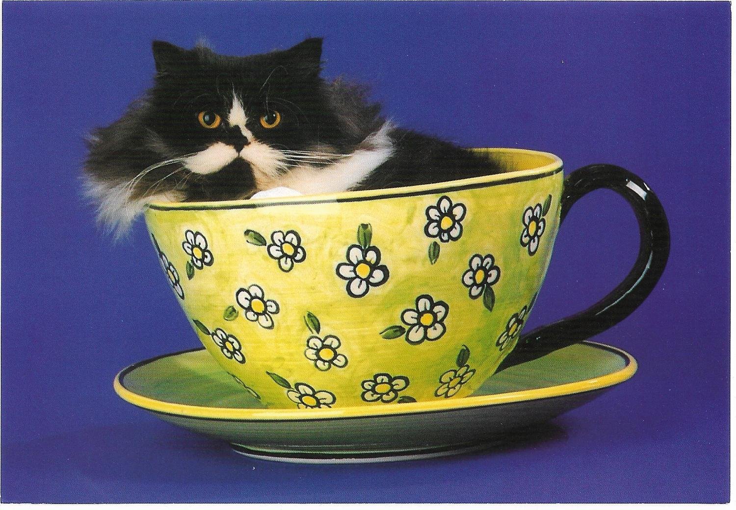 Vykort katt i tekopp, Judy Reinen | Köp från Vaxkupan på Tradera ...