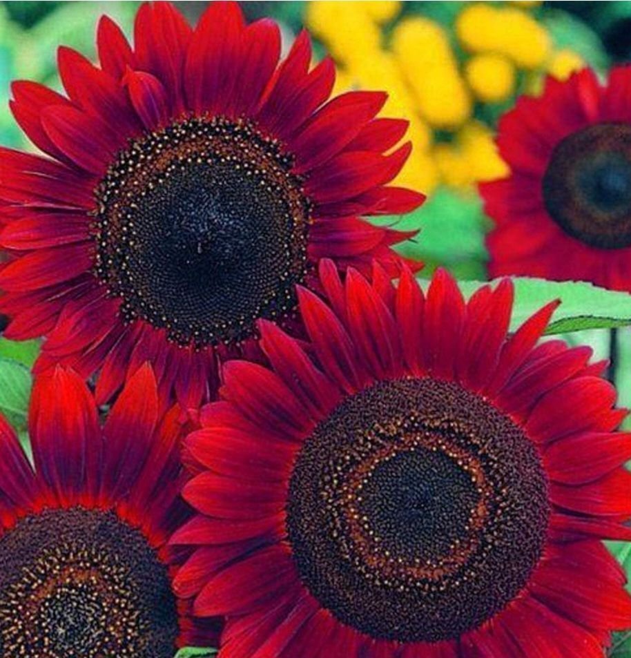 Se produkter som liknar 7 st fröer från Solros Red Sun på Tradera ...