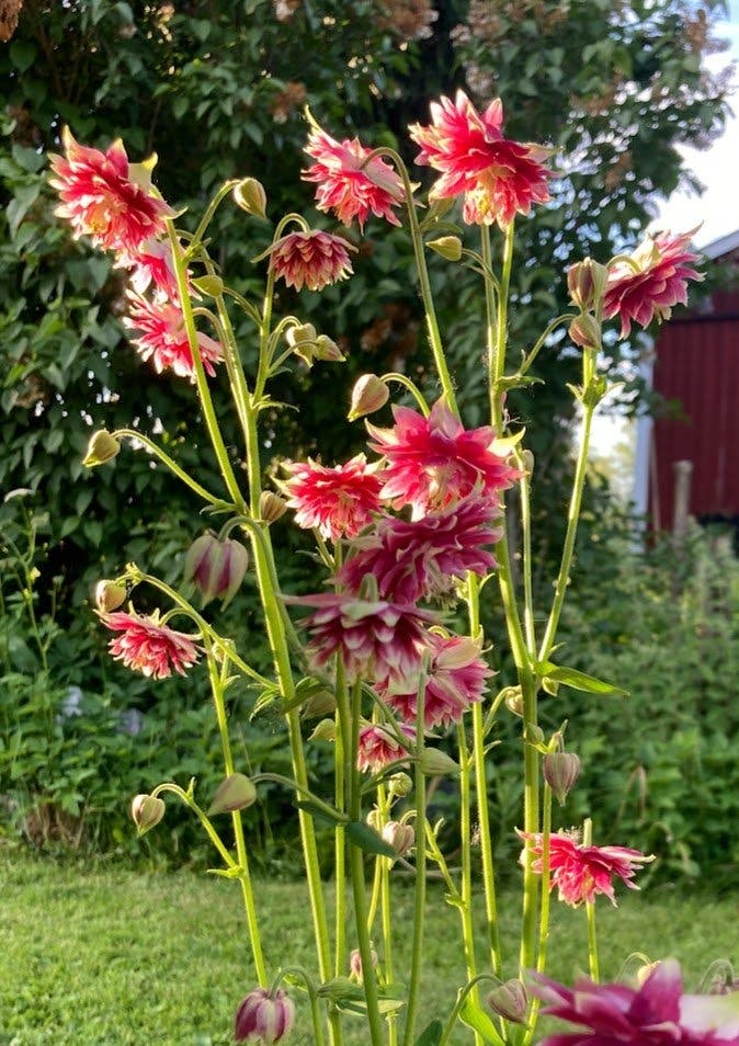 Se produkter som liknar Nora Barlow, ståtlig akleja c.. på Tradera ...