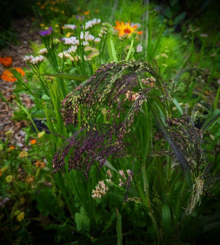 Från Violet Panic Grass | Köp från DACADT på Tradera (620609545)