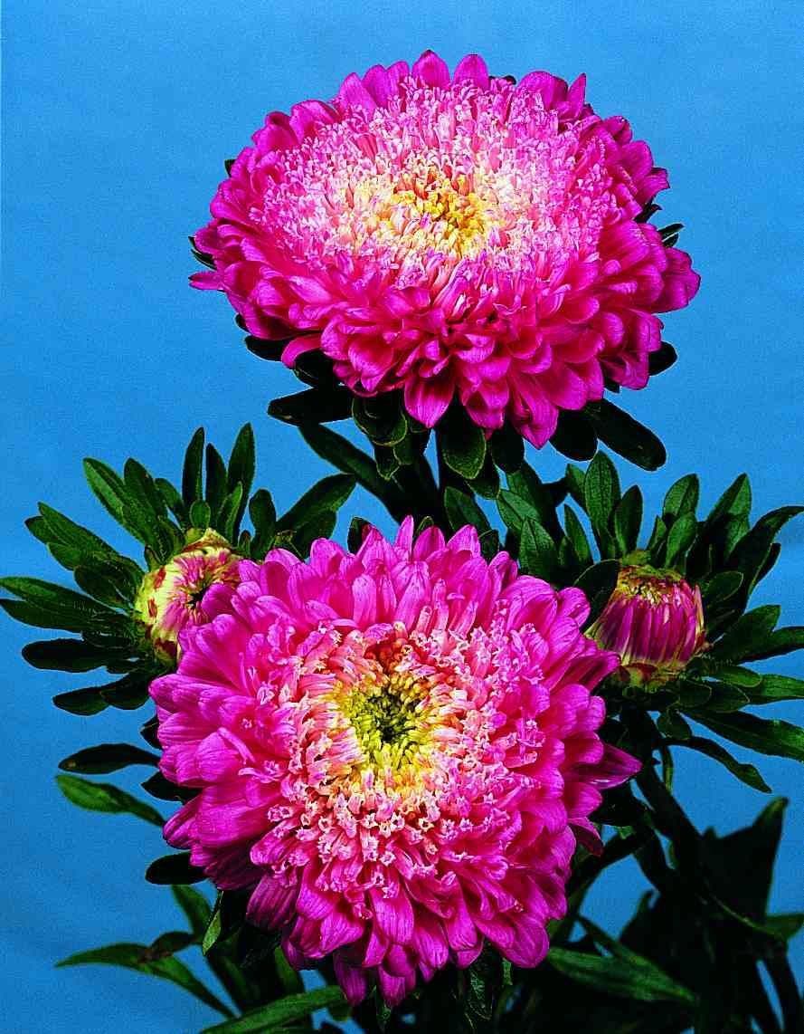 Frön från Aster chinensis Matador C.. | Köp från DACADT på Tradera ...