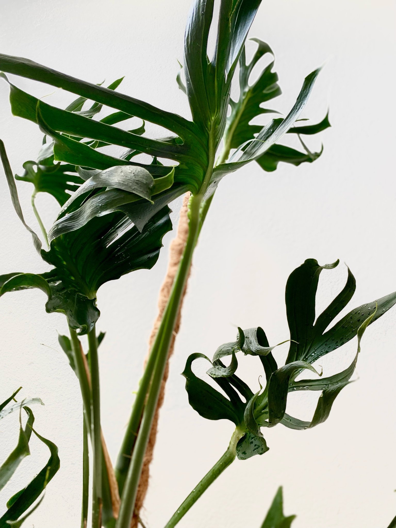 Monstera Deliciosa ’Unniiae' | Köp på Tradera (628426962)