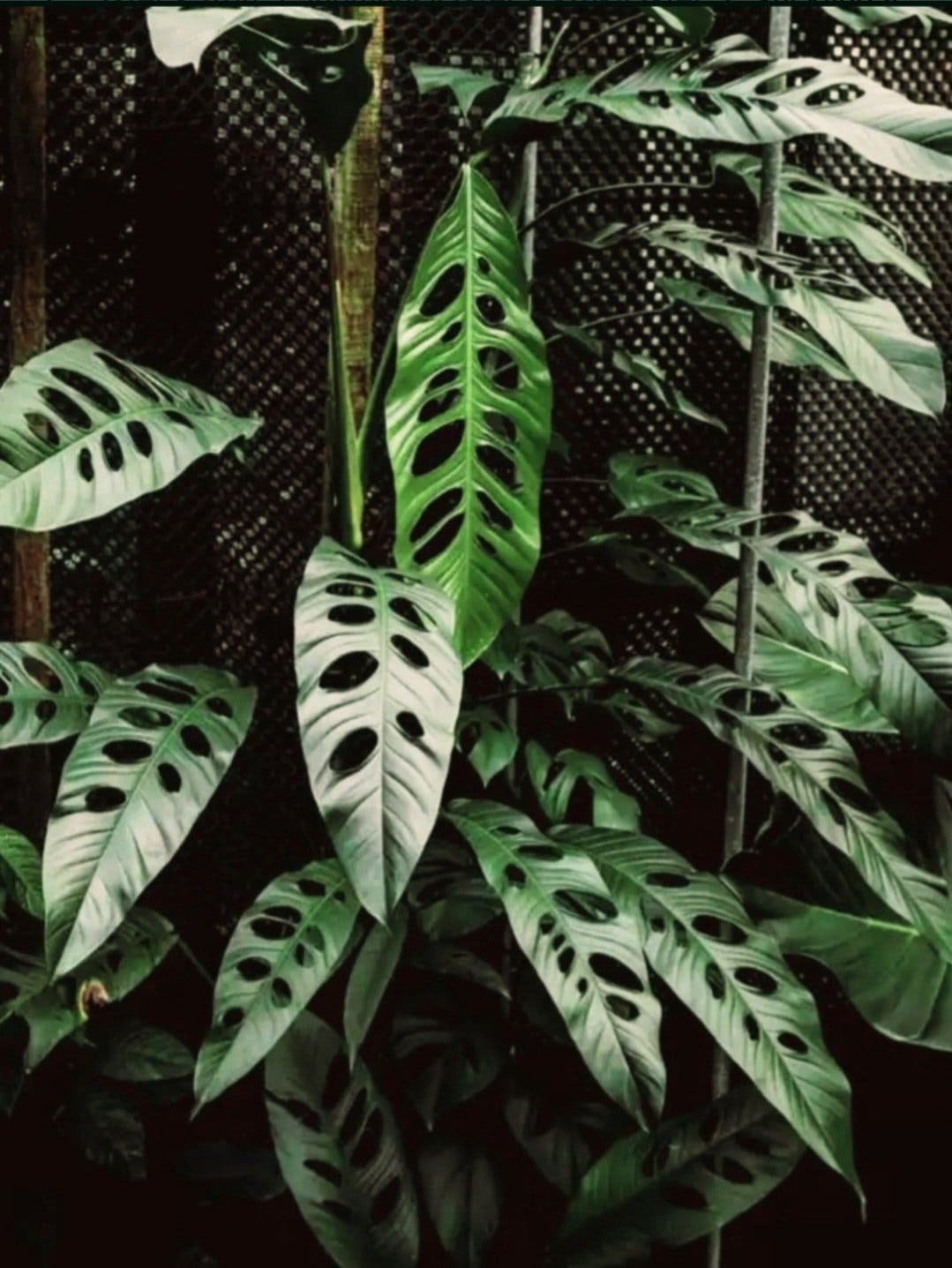 Monstera Membranacea Madison*mkt ovanlig | Köp på Tradera (699916861)