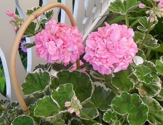 Se produkter som liknar Pelargon Birgit brokbladig de.. på Tradera ...