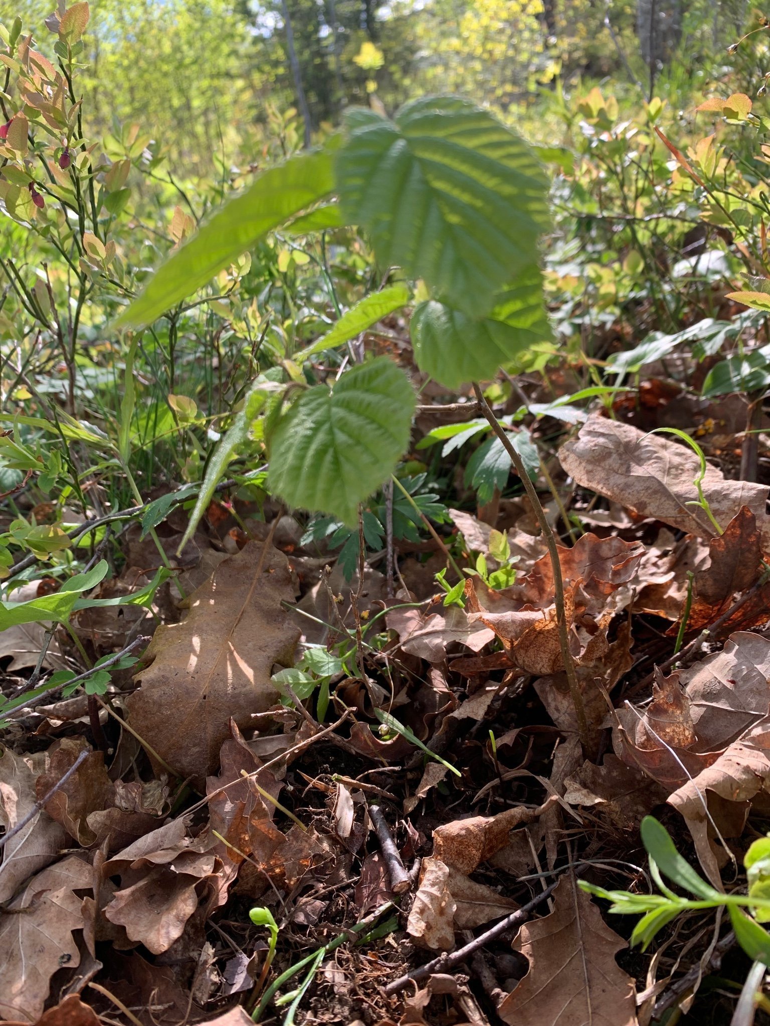 Se produkter som liknar Hassel planta träd / buske på Tradera (683368814)