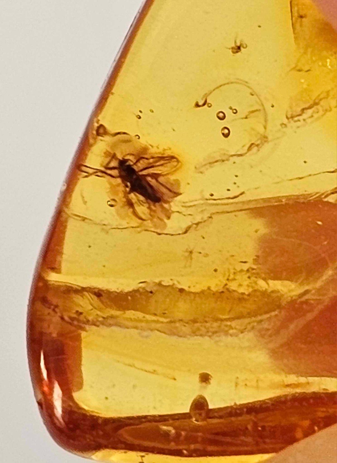 Unik bärnsten med insekt | Köp på Tradera (655313110)