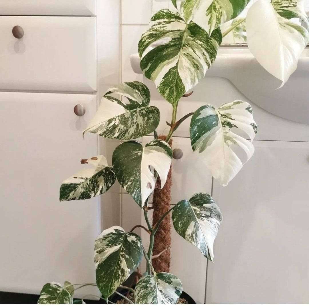 Se produkter som liknar . Monstera Variegata stickling på Tradera ...