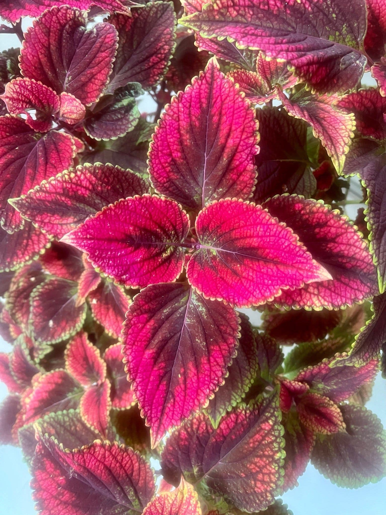 Stickling Palettblad Coleus Havanna | Köp på Tradera (642783391)