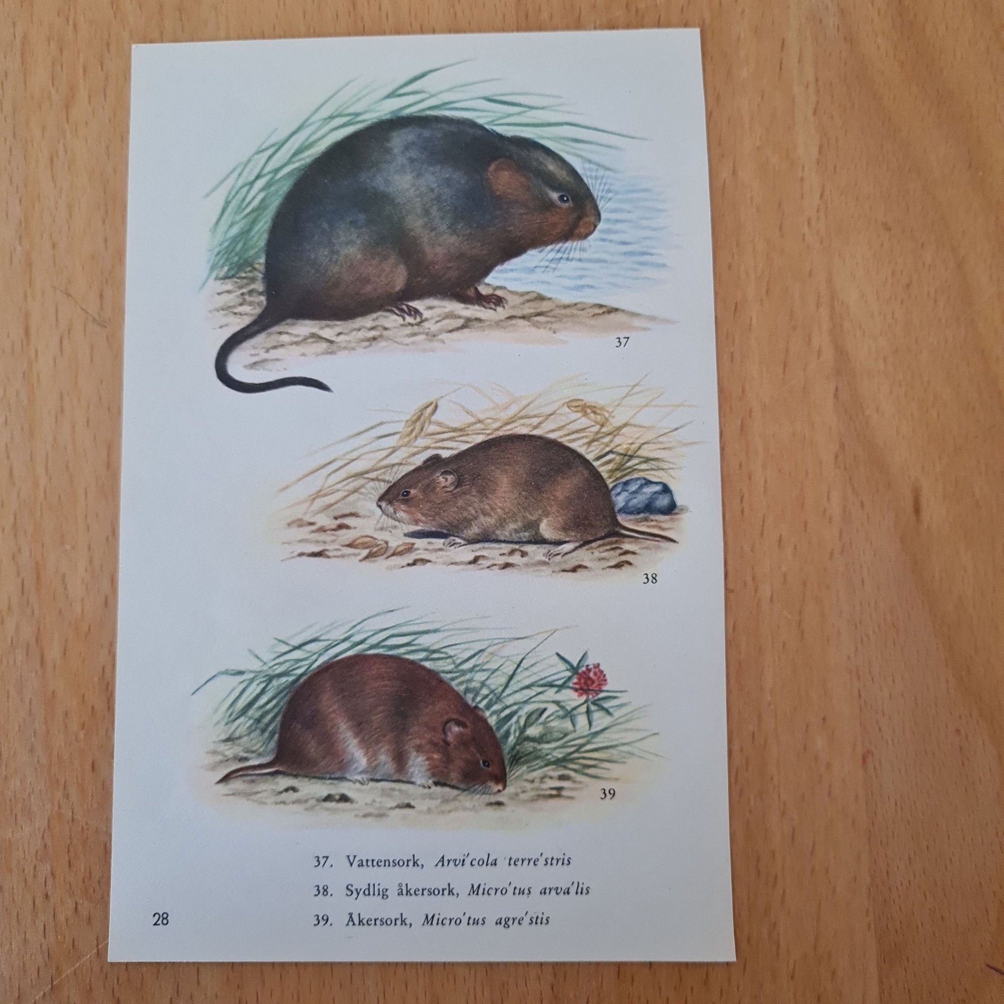 djur sorkar tavla skolplansch plansch 50-tal v | Köp på Tradera (595888016)