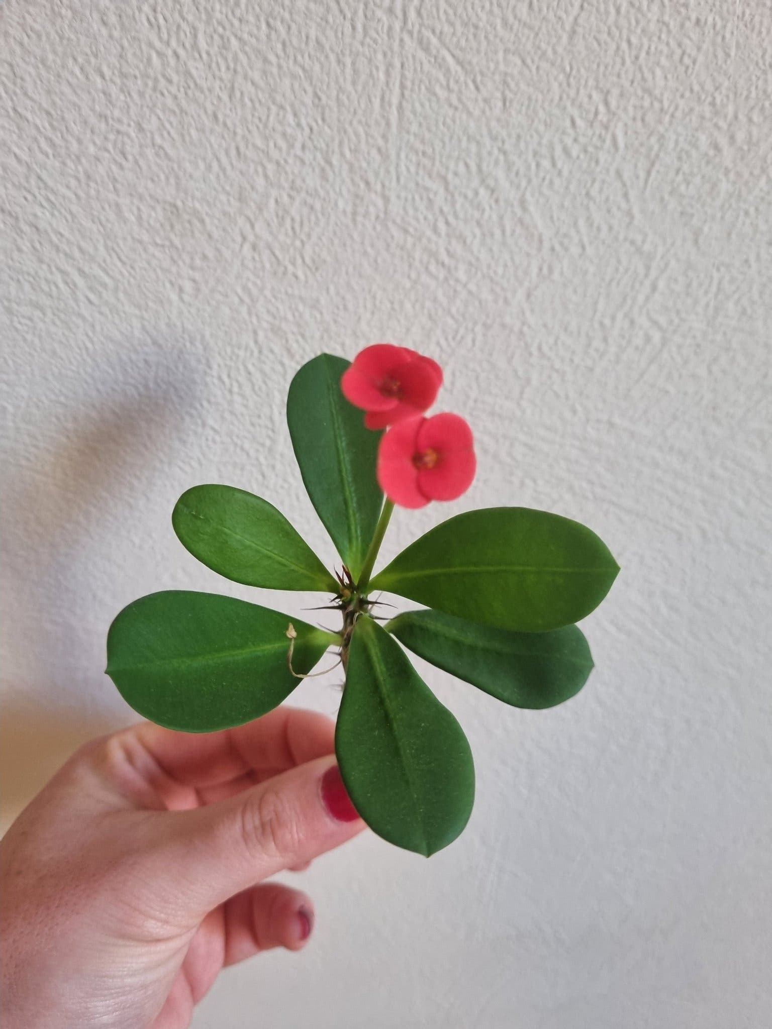 Stickling Kristi Törnekrona med röd blomma | Köp på Tradera (663290235)