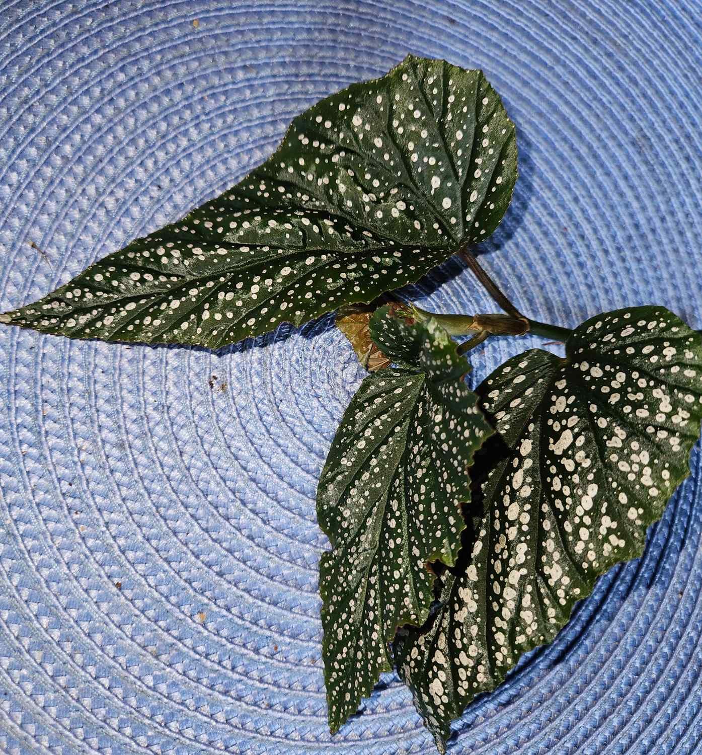 Silverskimrande begonia Orotad stickling. | Köp på Tradera (733717670)