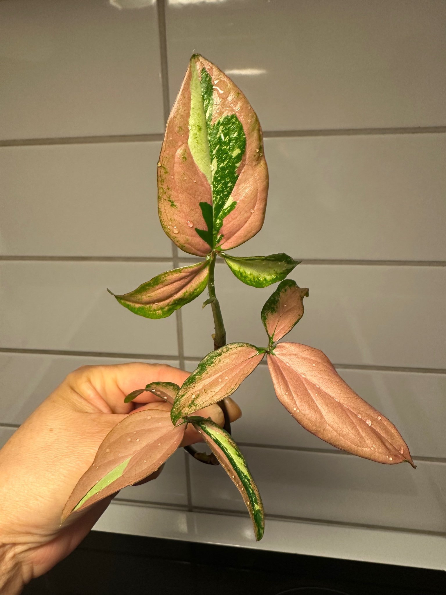 Syngonium 'Red Spot Tricolor' | Köp på Tradera (696694395)