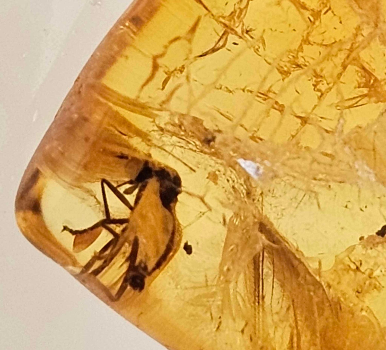 Unik bärnsten med insekt | Köp på Tradera (657596024)