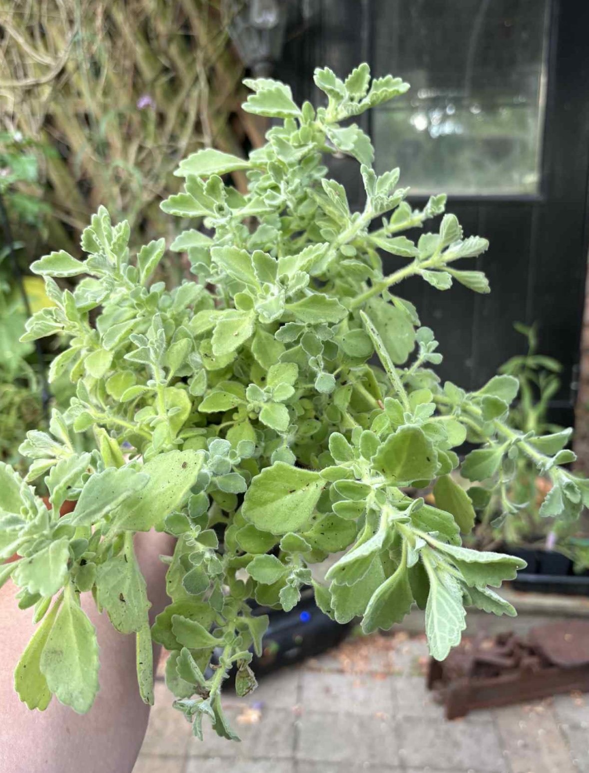 Se produkter som liknar VICKS PLANTA **naturmedicin**.. på Tradera ...