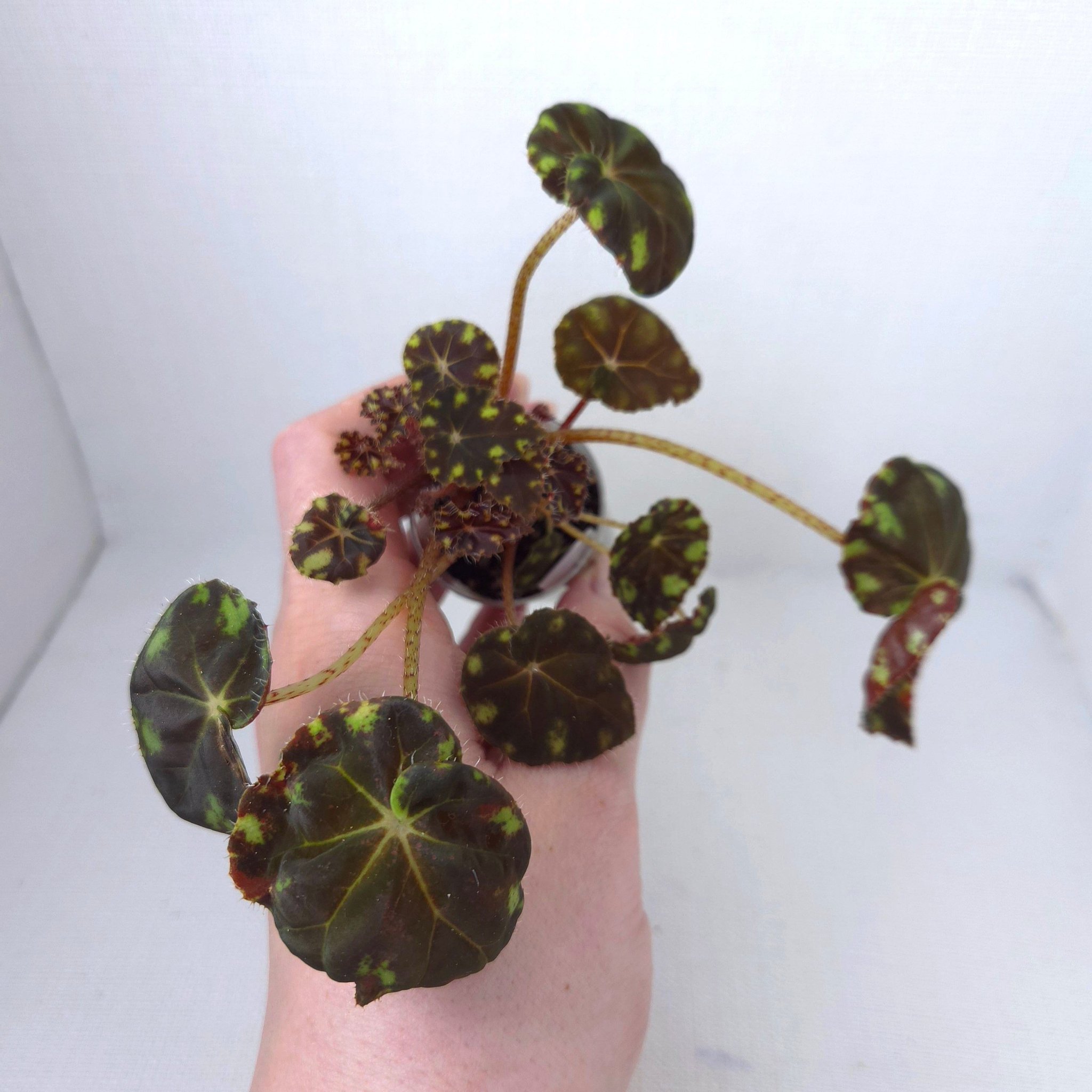 Begonia rex 'Tiger Paws' - Liten planta #1 | Köp på Tradera (639223587)
